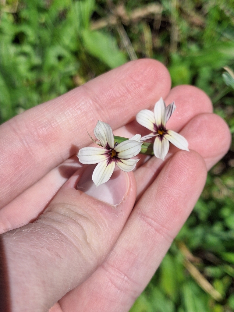 Blue Pigroot from Northland, Wellington 6012, New Zealand on November ...