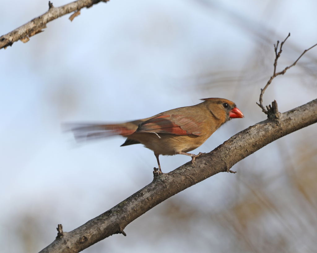Northern Cardinal from St. Louis, Missouri, United States on November 8 ...