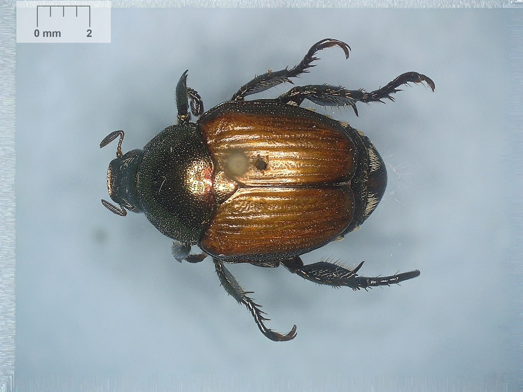 Japanese Beetle from North Conway, Conway, New Hampshire, États-Unis on ...