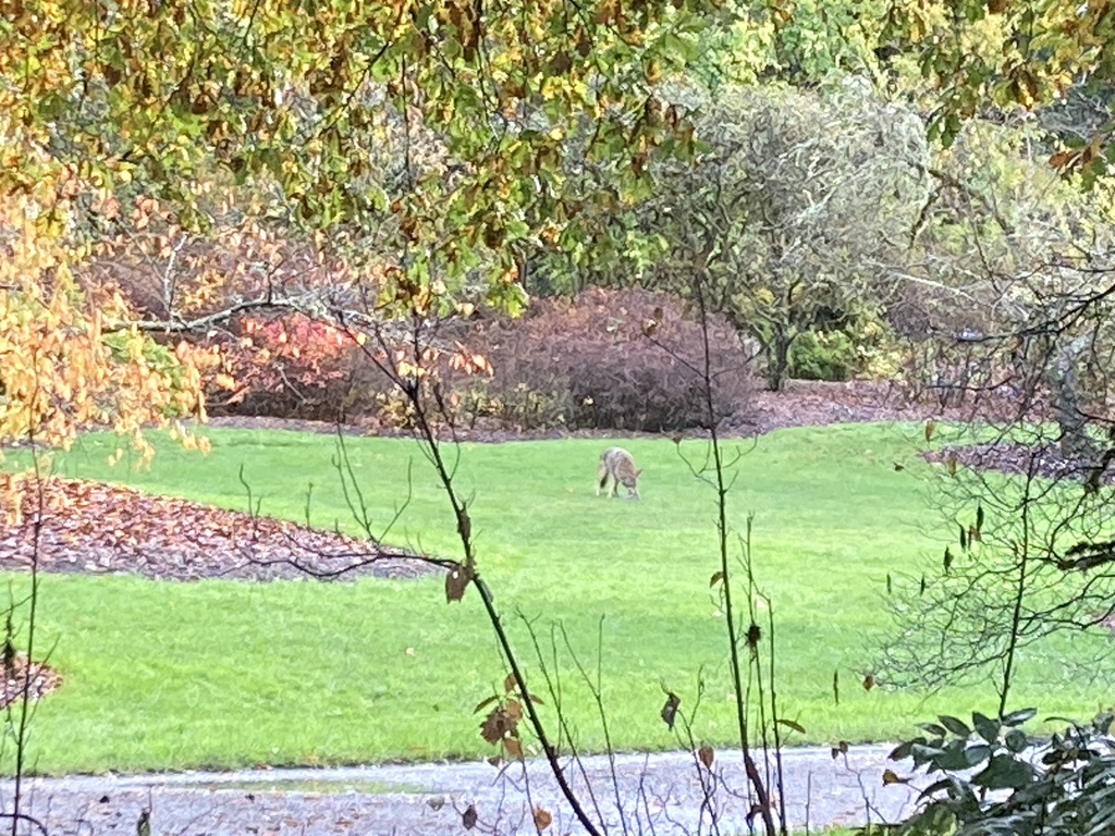 Coyote from Washington Park Arboretum, Seattle, WA, US on November 13 ...