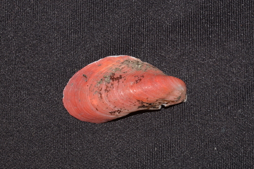 Modiolus peronianus · iNaturalist United Kingdom