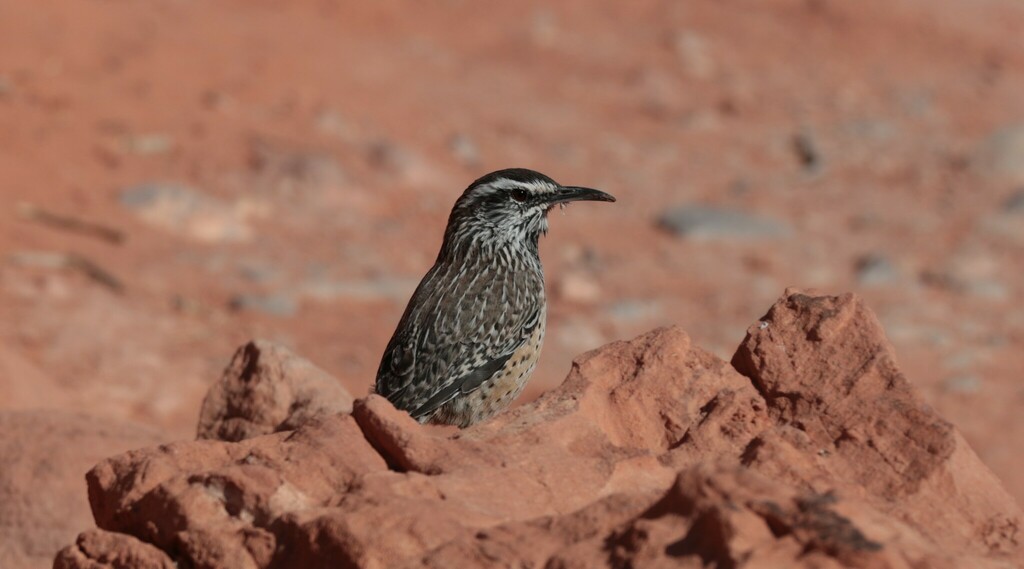 Cactus Wren from Clark County, NV, USA on November 10, 2024 at 10:24 AM ...