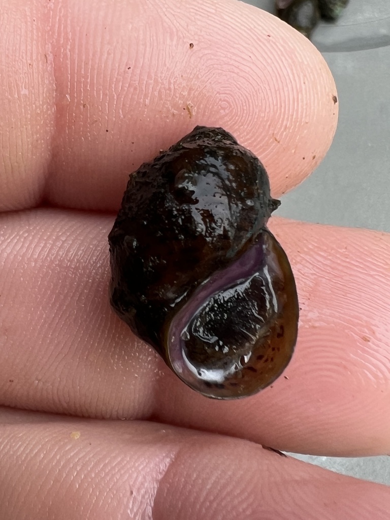 Spotted Rocksnail in November 2024 by Jesseholifield · iNaturalist