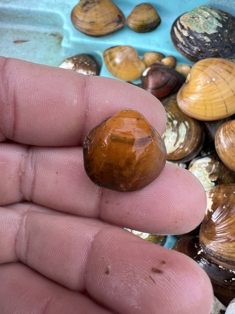 Alabama Orb from Cahaba River, Centreville, AL, US on November 13, 2024 ...