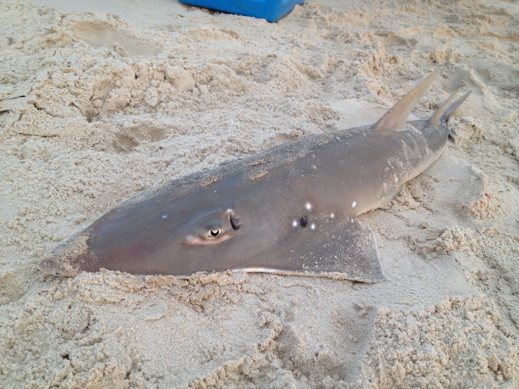 Eyebrow Wedgefish from The Keppels QLD, Australia on May 6, 2014 at 05: ...