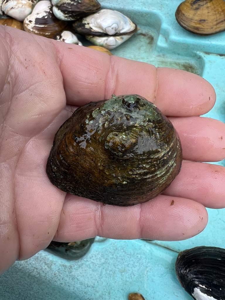 Three-horn Wartyback from Cahaba River, Centreville, AL, US on November ...