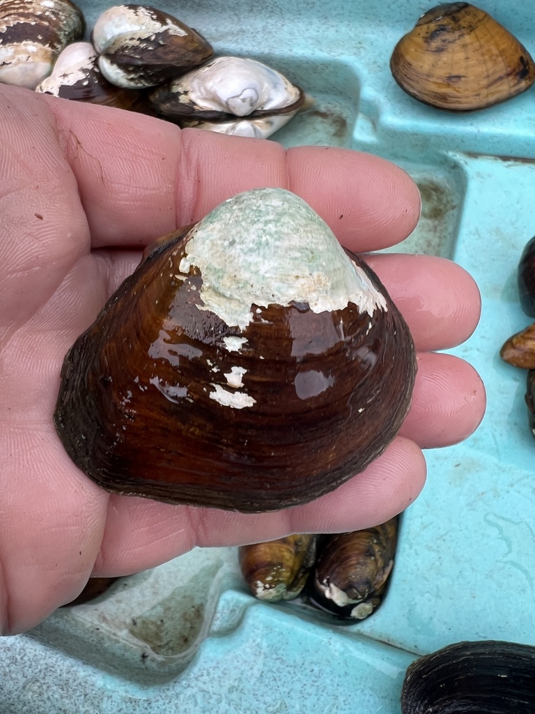 Gulf Pigtoe from Cahaba River, Centreville, AL, US on November 13, 2024 ...