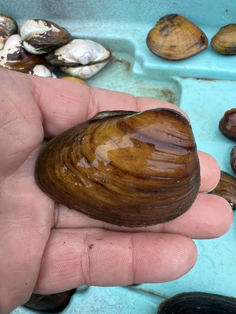 Southern Clubshell in November 2024 by Jesseholifield · iNaturalist