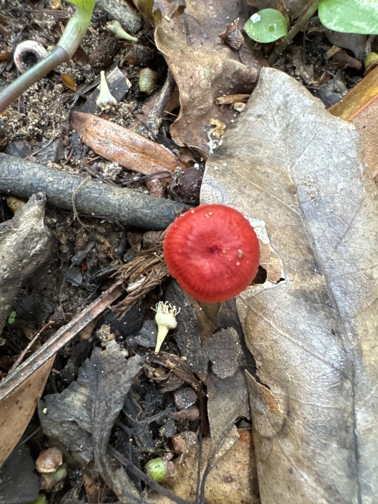 ruby bonnet in November 2024 by hillbilly2259 · iNaturalist