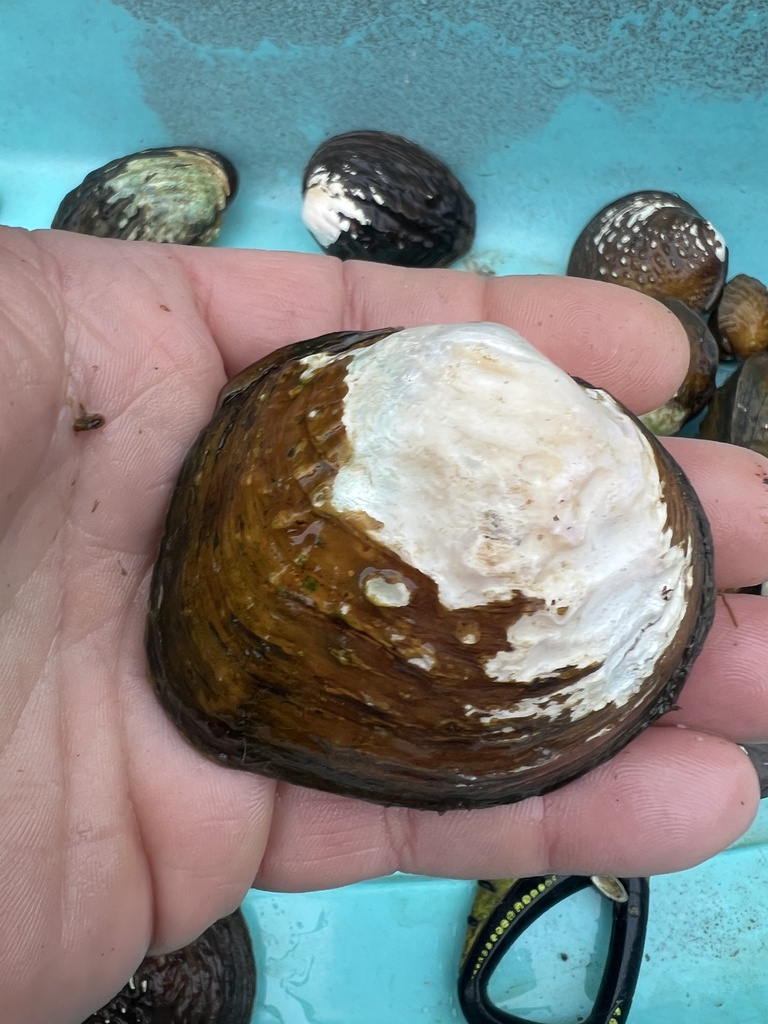 Alabama Orb from Cahaba River, Centreville, AL, US on November 13, 2024 ...