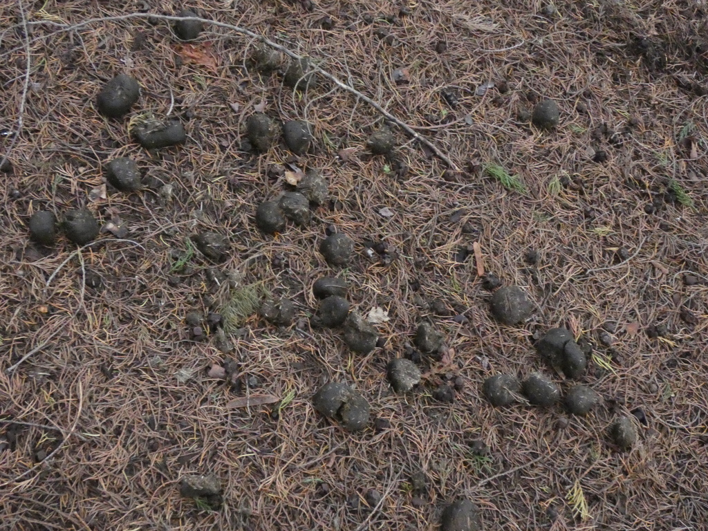 Vertebrates from Herring Stream Road, Motueka Valley 7196, New Zealand ...