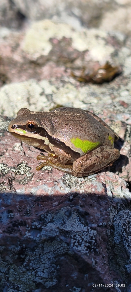 Mountain Tree Frog from 48258 Jal., México on November 9, 2024 at 09:02 ...