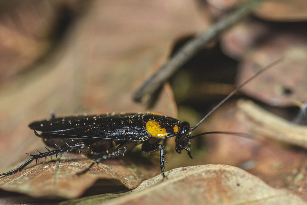 Four-spotted Cockroach from Tân Phú District, Dong Nai, Вьетнам on ...