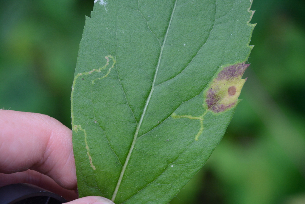 Aster Tentiform Blotchminer from Bulkley-Nechako, BC, Canada on August ...
