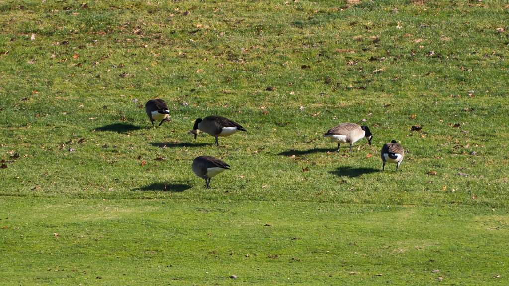 Canada Goose from Reston, VA, USA on November 13, 2024 at 10:03 AM by ...