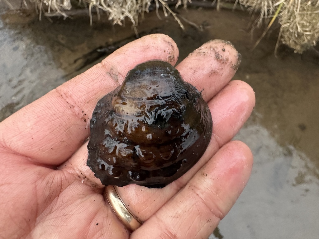 Pimpleback from Goose Island Boat Launch, Stoddard, WI, US on November ...