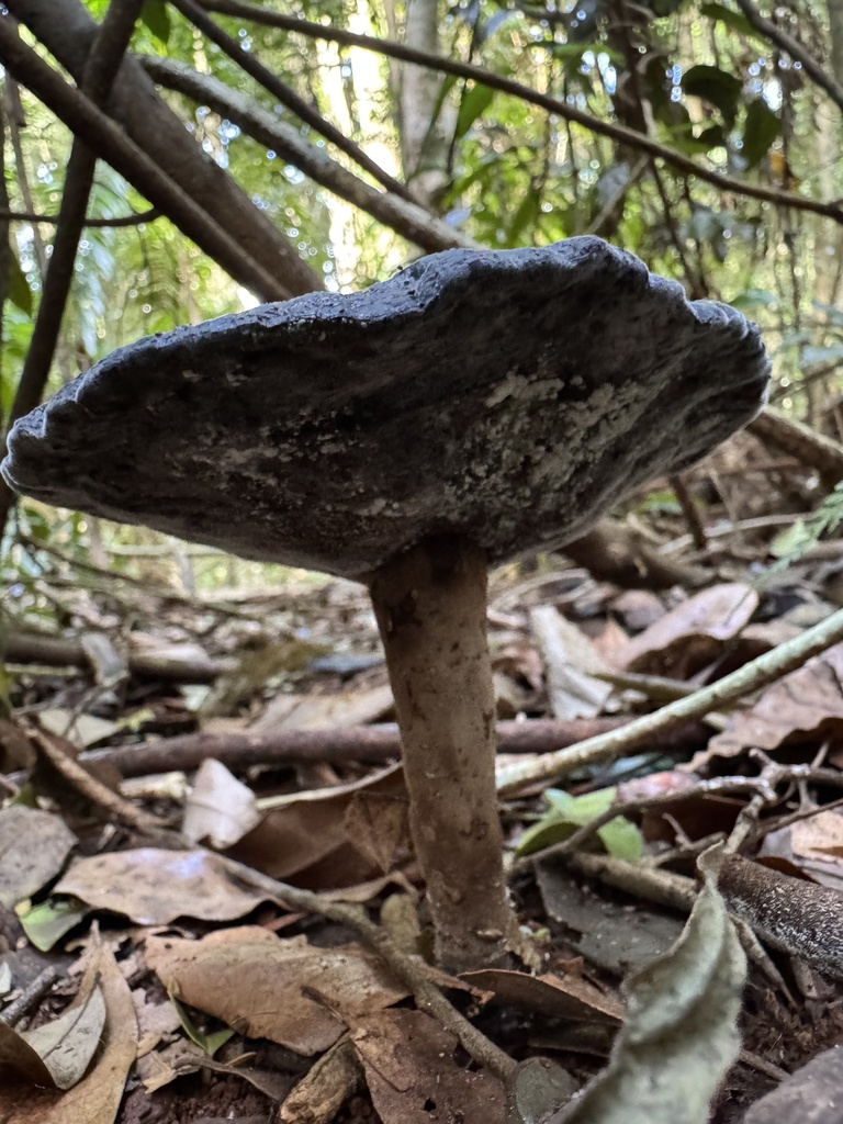 red-staining stalked polypore from Mary Cairncross Scenic Reserve ...