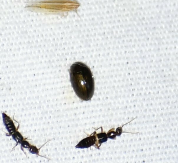 Enochrus from Nueces County, TX, USA on November 13, 2024 at 06:40 PM ...