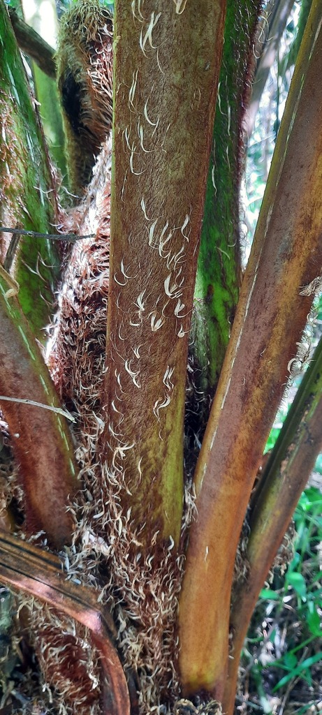 Scaly Tree Fern from Everton H C, Everton, 3625, South Africa on ...