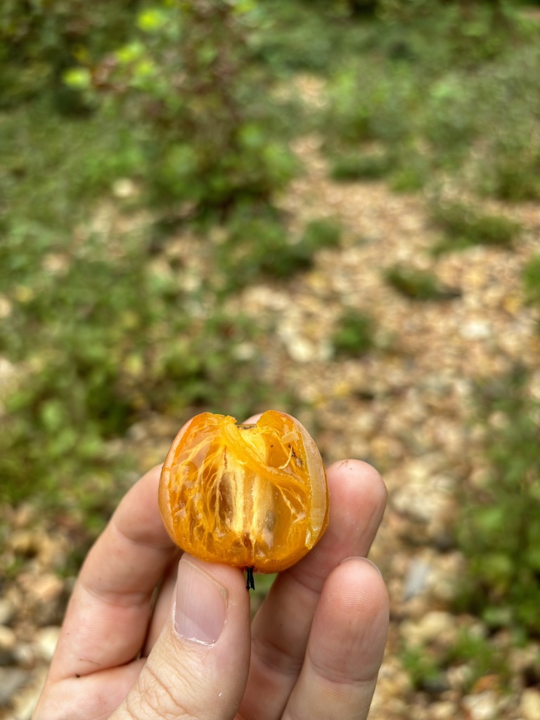 American persimmon from Clifty Canyon SIA on September 13, 2024 at 05: ...