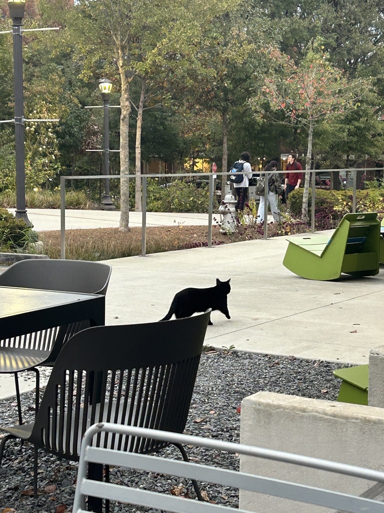 Domestic Cat from Georgia Institute of Technology, Atlanta, GA, US on ...