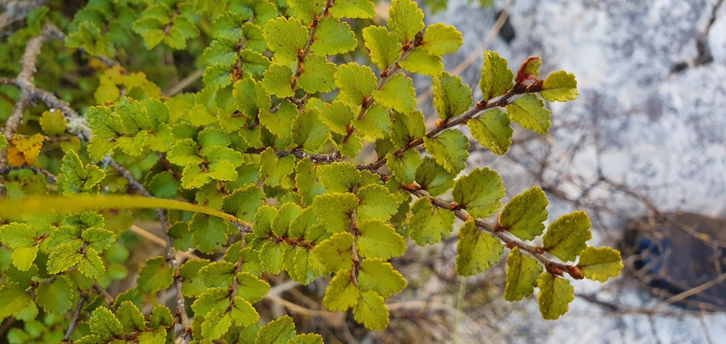 Silver beech from Kahurangi National Park, Buller, West Coast, New Zealand on November 13, 2024 ...