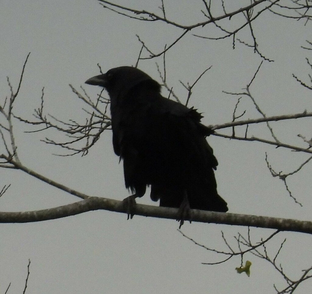 American Crow from Wood Lightsley Rd., Bibb County, AL, USA on November ...