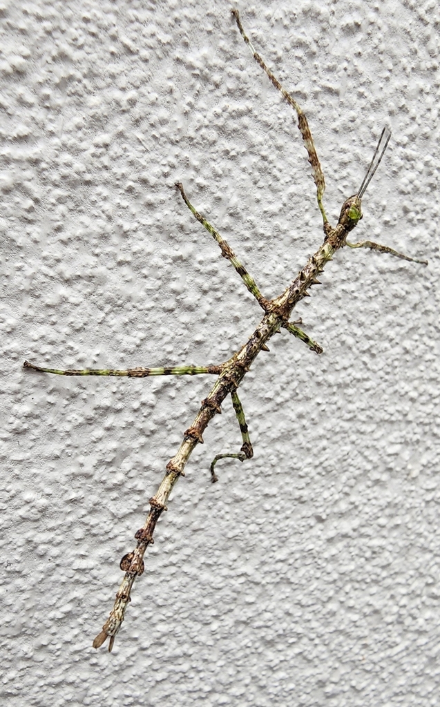 Prickly Stick Insect from 4033246, Wellington 5373, New Zealand on ...