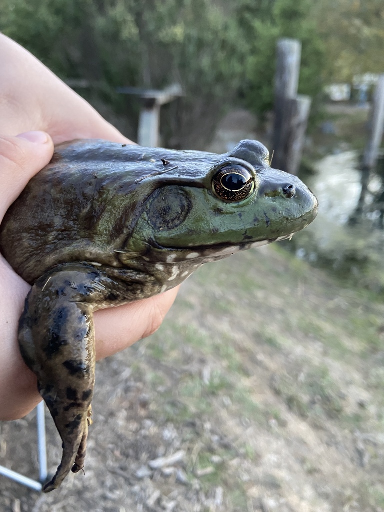 American Bullfrog from Anzar Rd, San Juan Bautista, CA, US on November ...