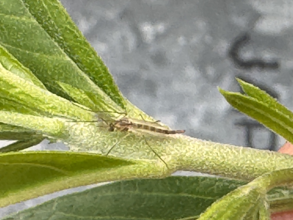 Non-biting Midges from North Island / Te Ika-a-Māui, Hastings, Hawke's ...