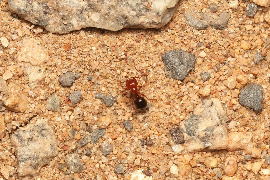 Furnace Ants from Brisbane QLD, Australia on November 14, 2024 at 01:11 ...