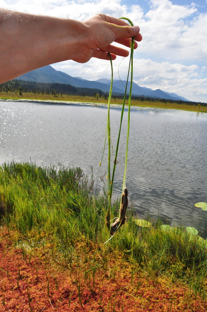 water bulrush (ADIRONDACK RESEARCH GUIDEBOOK) · iNaturalist