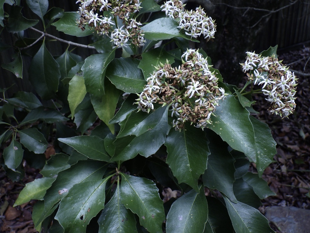 Diamond Pittosporum from Batten Recreational Reserve, Nerang, QLD ...