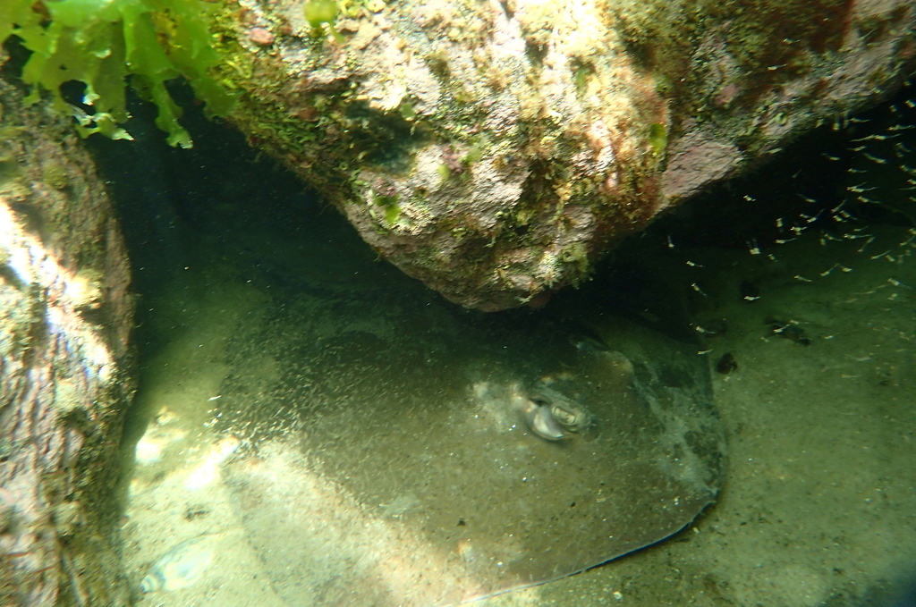 Eastern Shovelnose Stingaree from Hampton Beach, Victoria, Australia on ...