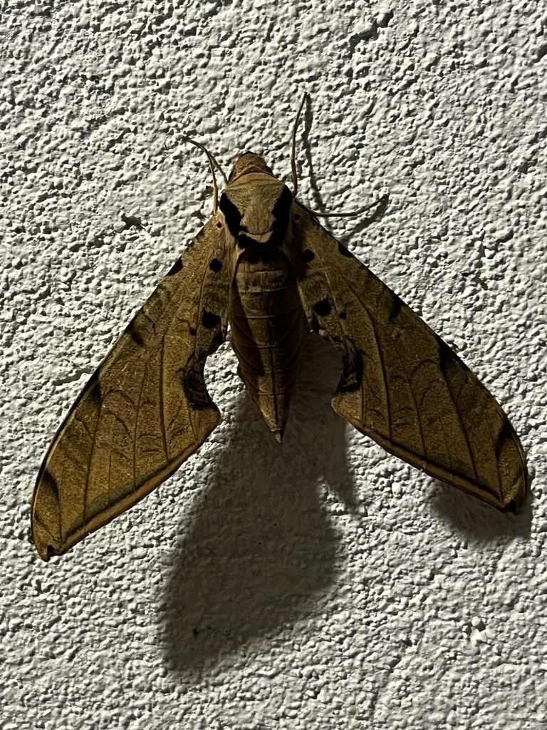 Streaked Sphinx from Camacan, BA, BR on November 13, 2024 at 07:37 PM ...