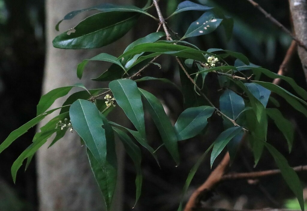 Notelaea longifolia from Central Coast NSW, Australia on October 31 ...