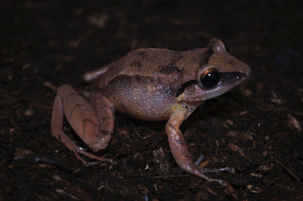Ruth's Robber Frog in October 2013 by Patricia Torres Pineda · iNaturalist