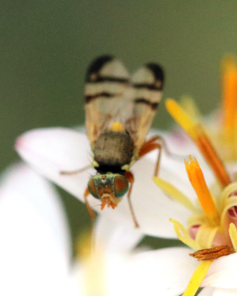 Sphenella ruficeps from Gordon VIC 3345, Australia on November 11, 2024 ...