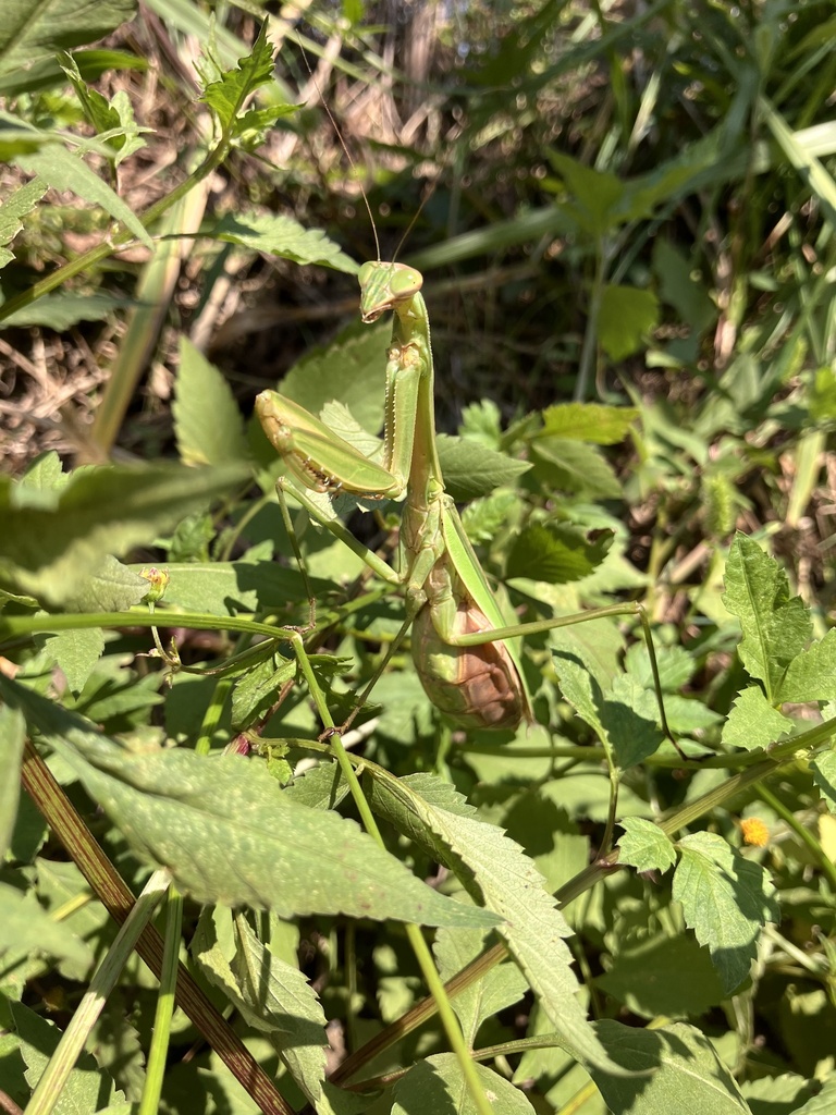 Chinese Mantis in October 2024 by Banana Namekuji · iNaturalist