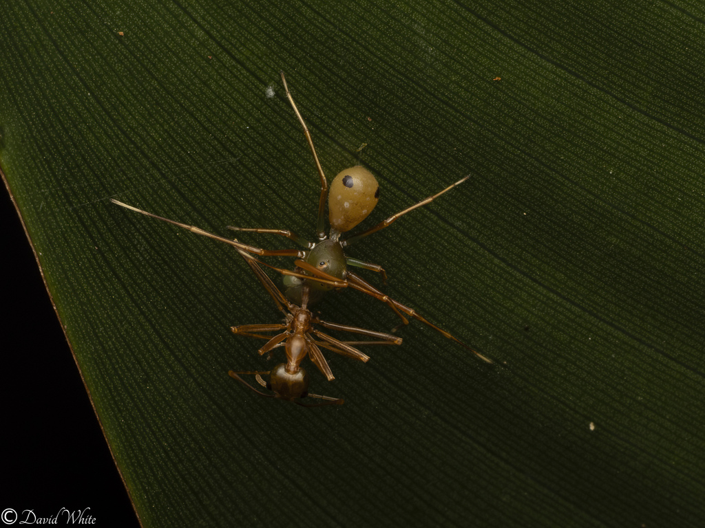 Green Tree Ant-mimic Spider from Wonga QLD 4873, Australia on November ...