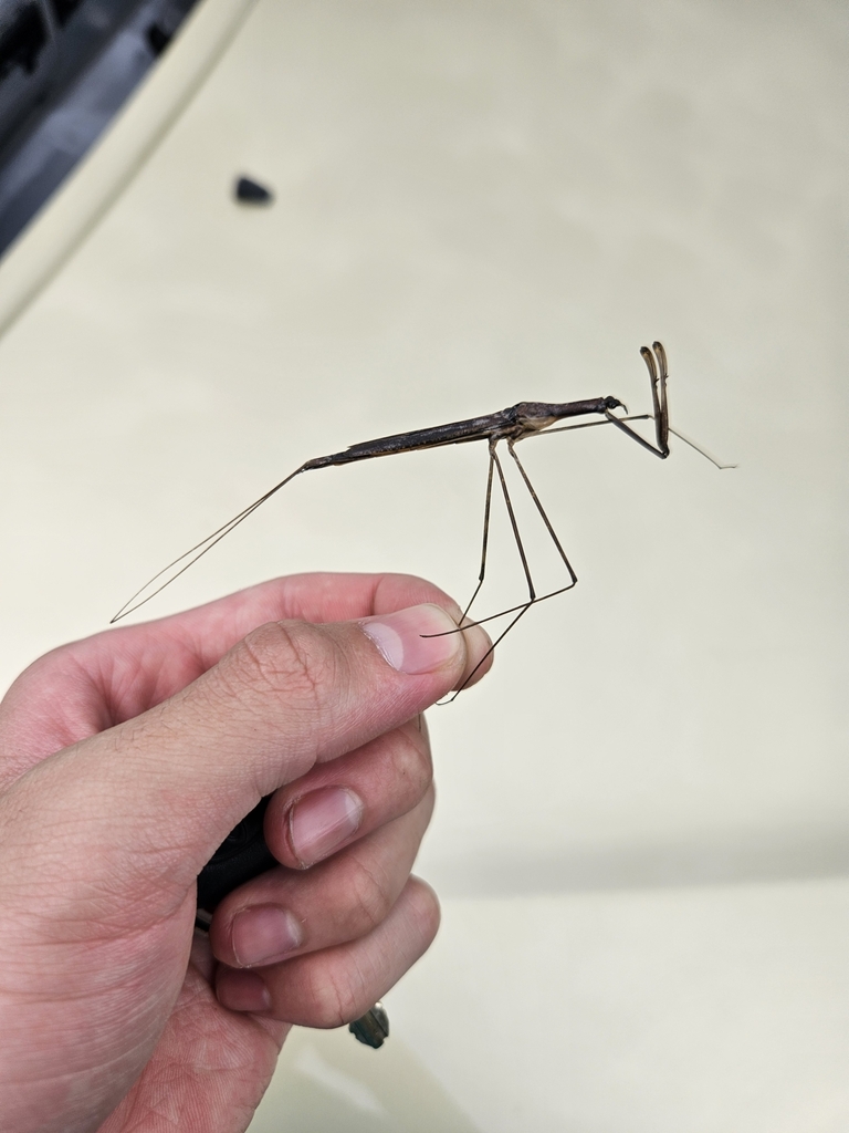 Needle Bug from Lawnton QLD 4501, Australia on November 14, 2024 at 04: ...