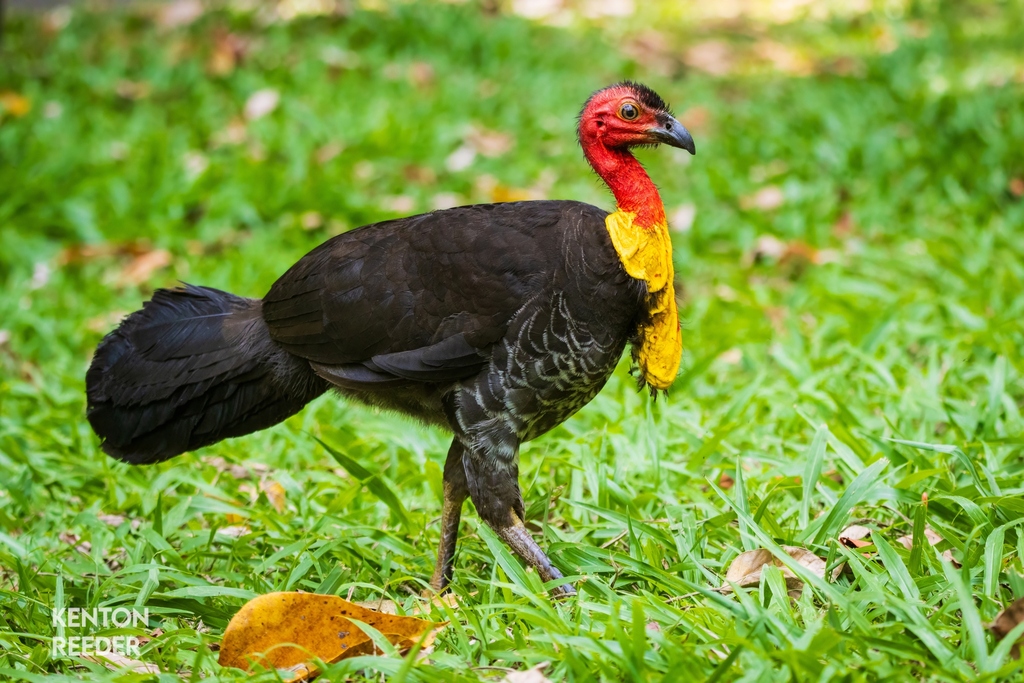 Australian Brushturkey from Upper Barron QLD 4883, Australia on ...