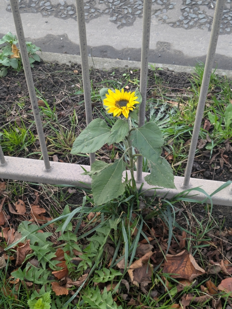 Common Sunflower from Durham, UK on November 10, 2024 at 01:00 PM by ...