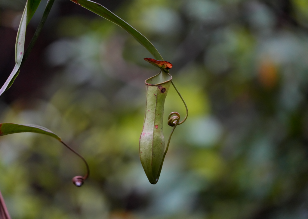 Slender Pitcher-Plant from Gunung Panti, Johor, Gunung Panti ...