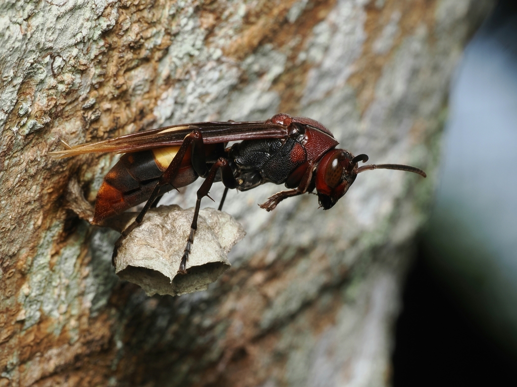 Banded Paper Wasp from Phú Quốc, VN on November 13, 2024 at 02:04 PM by ...
