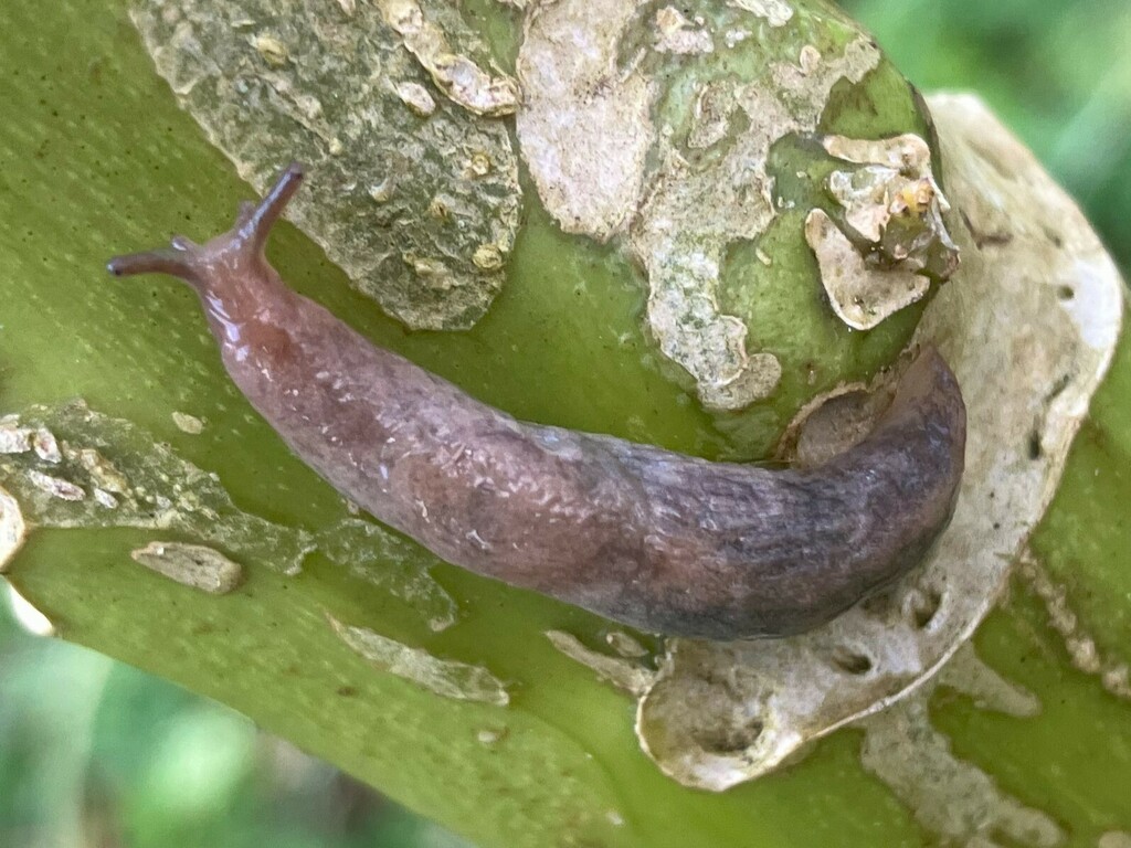 Smooth Land Slugs from Essex, UK on March 27, 2024 at 03:15 PM by ...