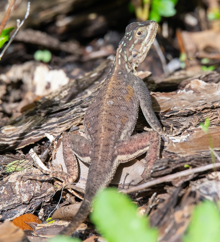 Peters's Rock Agama from Christmas, FL 32709, USA on November 13, 2024 ...