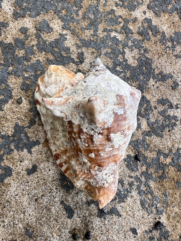 Hawkwing Conch from Puerto Rico, Ceiba, PR, US on November 14, 2024 at ...