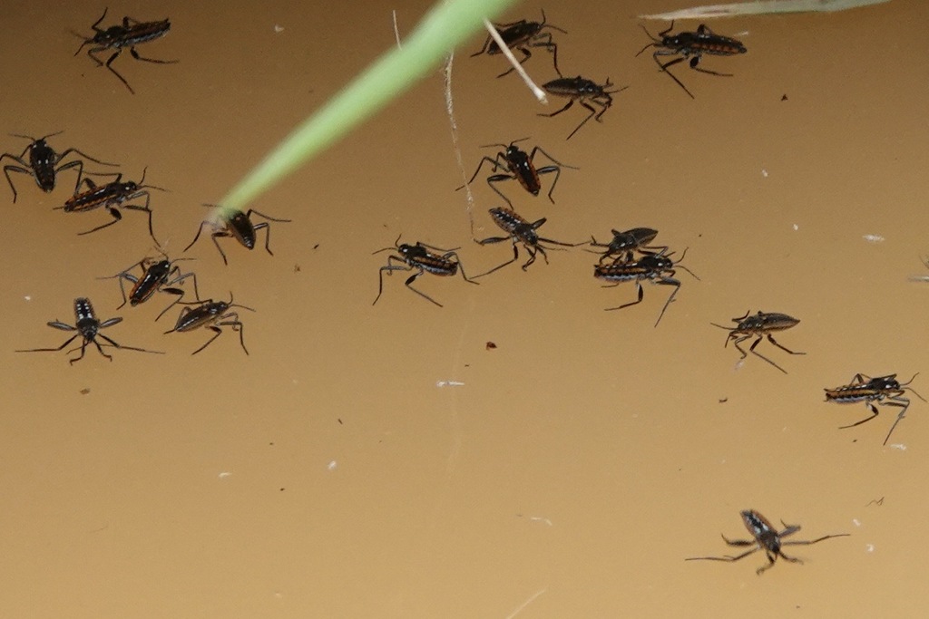 Capra's Water Cricket from East Sussex, UK on June 13, 2024 at 01:18 PM ...