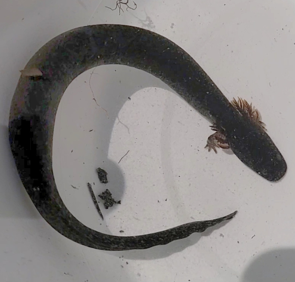 Lesser Siren in February 2023 by Jazz (aka turtlehelper) · iNaturalist